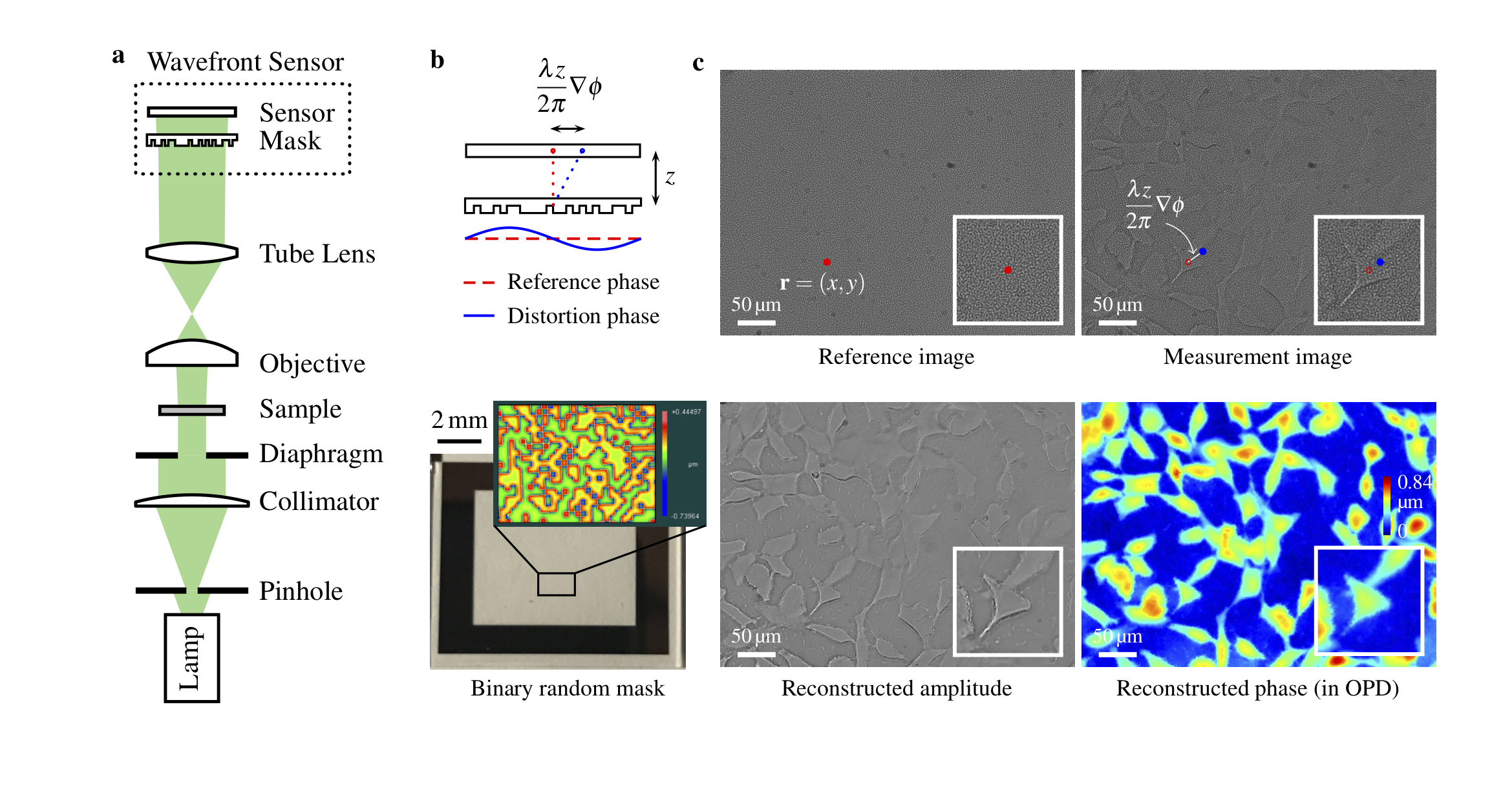 Quantitative Phase and Intensity Microscopy Using Snapshot White Light ...